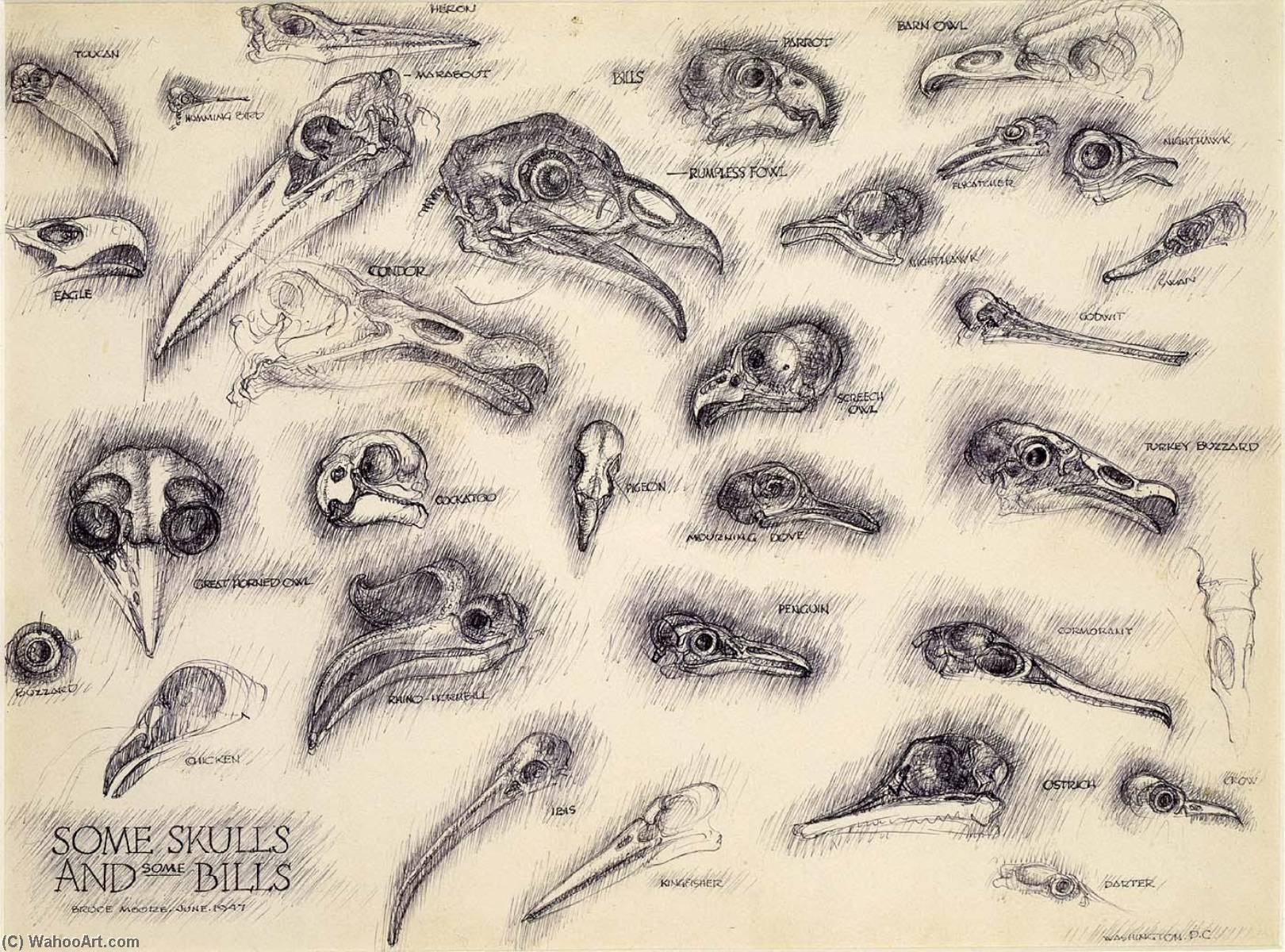 Приобрести Репродукции Изобразительного Искусства Некоторые черепа и ...